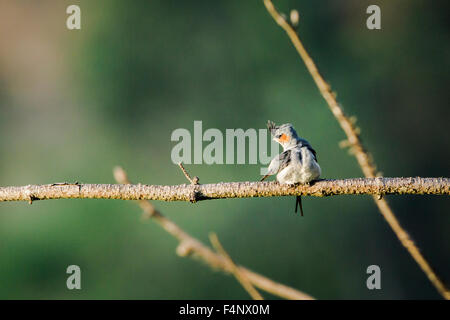 Crested Treeswift specie Hemiprocne coronata Stock Photo - Alamy