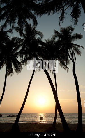 Silhouettes of coconut palm trees on a tropical beach at sunset, color ...