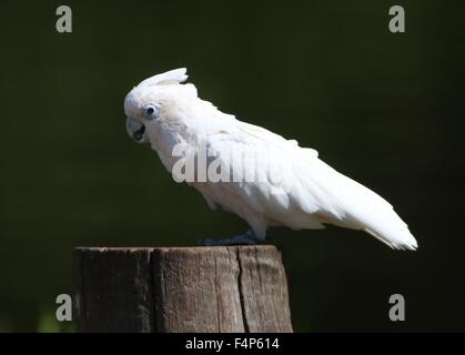 Ducorp's Cockatoo (Cacatua ducorpsii). Native to Eastern Solomon ...