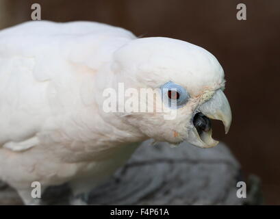 Solomons or Ducorps' cockatoo (Cacatua ducorpsii), a.k.a. Ducorp's ...