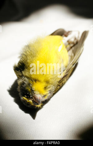 dead yellow finch Stock Photo - Alamy