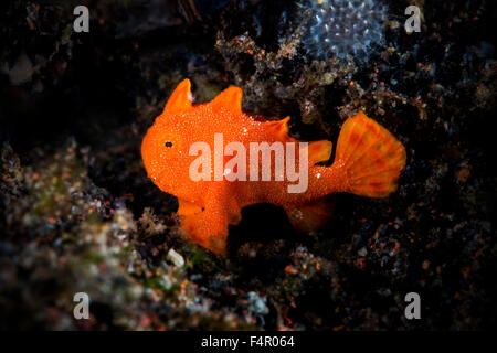 Baby Painted Frogfish in Tulamben Bali Stock Photo - Alamy