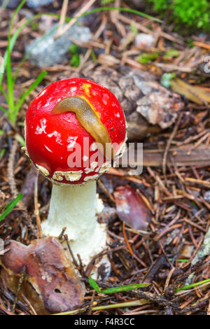 Closeup of a snail crawling on a plant Stock Photo - Alamy