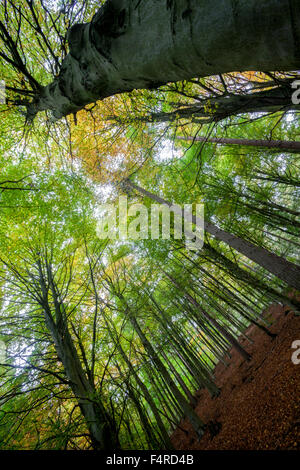 Looking into the canopy of the trees in Autumn Stock Photo - Alamy