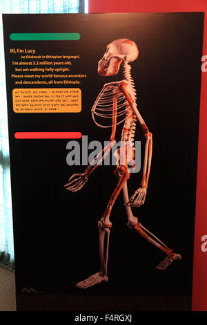 Addis Ababa, at the Ethnological Museum, picture of Luci, Lucy refers ...