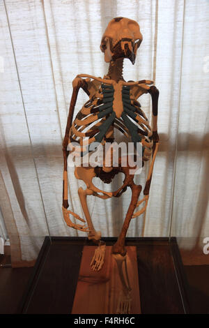 Addis Ababa, at the Ethnological Museum, picture of Luci, Lucy refers ...