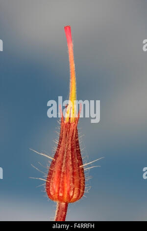 Herb Robert flower Stock Photo - Alamy