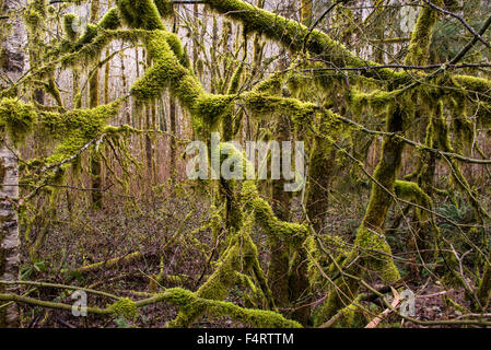 temperate rainforest, rainforest, vegetation, plants, nature, tree ...