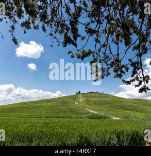 Italy, Europe, Gallina, Toscane, Val d’Orcia, landscape, field, meadow ...