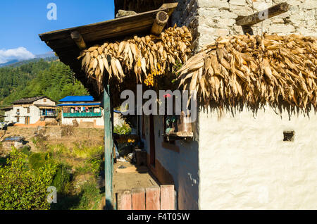 Corn drying outside a farm house at Morbish - am - see, Neusiedler See ...