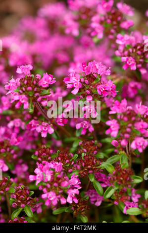 RED CREEPING THYME, THYMUS COCCINEUS GROWING IN ROCK GARDEN Stock Photo ...