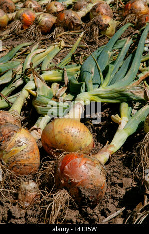 Onions with green leaves laid out for drying in a black plastic ...