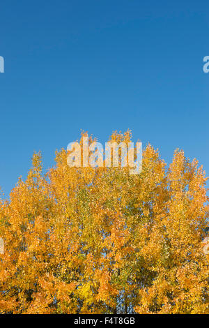 Golden Aspens in autumn colour Stock Photo - Alamy
