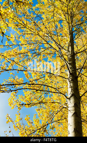 Populus tremula. Aspen trees changing colours in autumn in the Scottish ...
