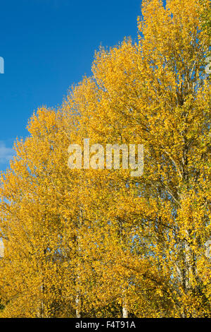 Populus tremula. Aspen trees changing colours in autumn in the Scottish ...