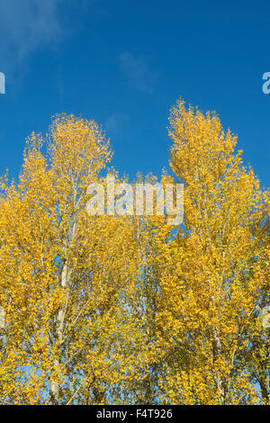 Populus tremula. Aspen trees changing colours in autumn in the Scottish ...