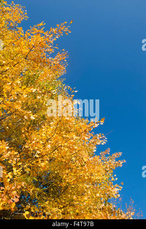 Golden Aspens in autumn colour Stock Photo - Alamy