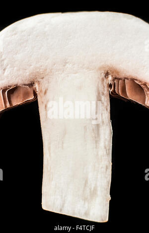 Mushroom cap with lamellae, Agaric fungus, cross section, 20X light ...