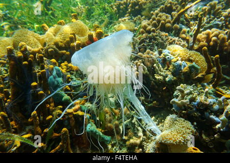 Pink Meanie jellyfish, Drymonema larsoni, underwater close to the ...
