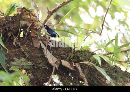 Blue Nuthatch (Sitta azurea) in Malaysia Stock Photo - Alamy