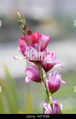 Close up of Pink Ixia flowers Stock Photo - Alamy