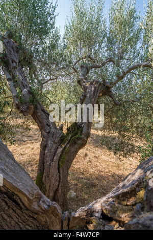 Crown of an Olive Tree. Olive Trees Garden. Mediterranean Olive Orchard ...