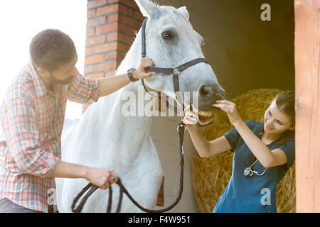 Woman veterinarian holding reins of horse at farm Stock Photo - Alamy