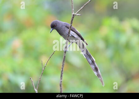 Long-tailed Sibia (Heterophasia picaoides) in Malaysia Stock Photo - Alamy