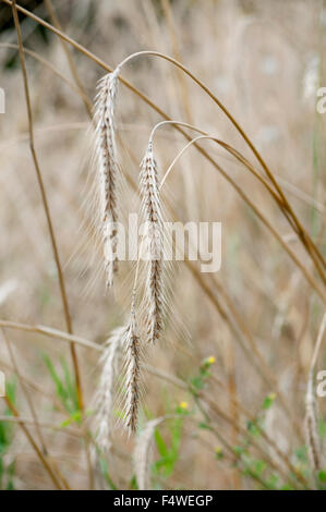 Rye (Secale cereale Stock Photo - Alamy