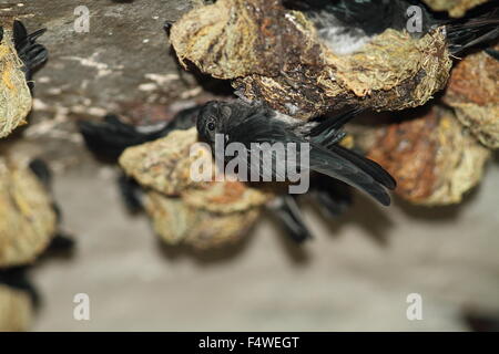Glossy Swiftlet (Collocalia esculenta) nesting in Malaysia Stock Photo ...