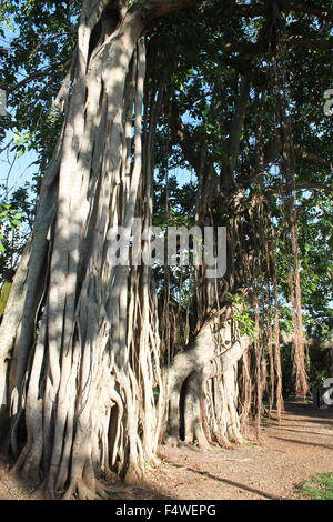 Banyan Tree (Ficus benghalensis), Bermuda Botanical Gardens, Paget ...