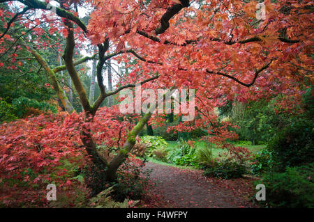 ACER PALMATUM ELEGANS PURPUREUM AT BATSFORD ARBORETUM Stock Photo - Alamy