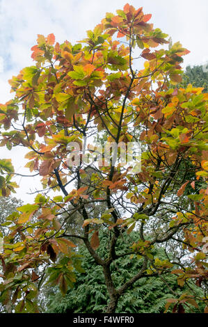 Japanese Oak Tree Leaves, Quercus crispula, Fagaceae, Sakhalin, Japan ...
