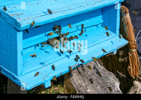 Honey bees swarming and flying around their beehive Stock Photo - Alamy