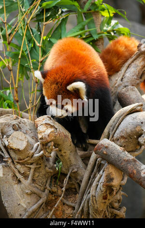 Red Panda climbing tree; red panda on a tree Stock Photo - Alamy