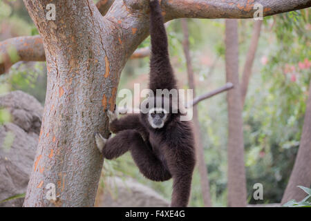 Hands of a White handed Gibbon (Hylobates lar) in captivity clinging to ...