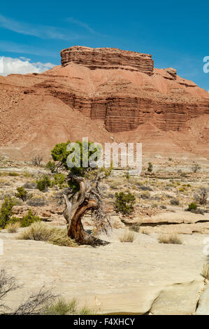 Cliff in Salt Wash View Area, Utah, USA Stock Photo - Alamy
