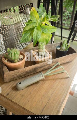 Little cactus on a green table Stock Photo - Alamy