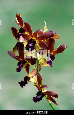 Purple orchid against natural yellow green background Stock Photo - Alamy