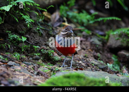 Whiskered Pitta (Erythropitta kochi) in Luzon, Philippines Stock Photo ...