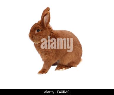 New Zealand purebred red rabbit on white cloth against white background ...