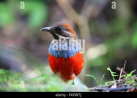 Whiskered Pitta (Erythropitta kochi) in Luzon, Philippines Stock Photo ...