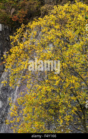 Trees and Vegetation Populate an Abandoned Slate Quarry Stock Photo - Alamy