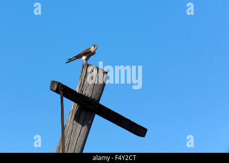 A Nankeen Kestrel (Falco cenchroides) in flight near Burns Beach, Perth ...