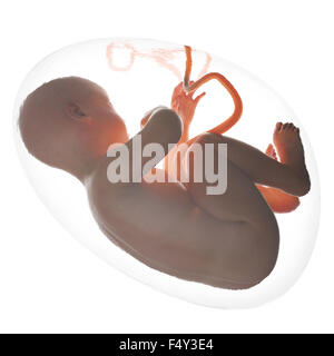 Abortion - fetus, embryo and unborn baby is removed from uterus. Vector ...