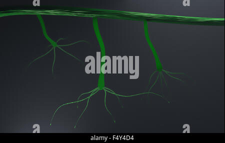 Hydra protozoa animal Stock Photo - Alamy