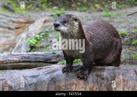 Brown otter looking away from the camera. Otter on a rock in the ...
