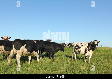 Herd of cattle. Latin America. The beef cattle industry is one of the ...