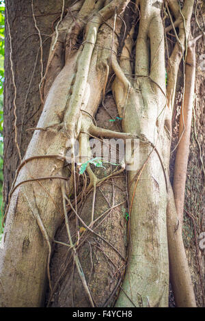 Liana wrapped around a tree in the forest Stock Photo - Alamy