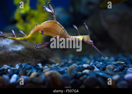 Leafy Sea Dragon in an aquarium Stock Photo - Alamy